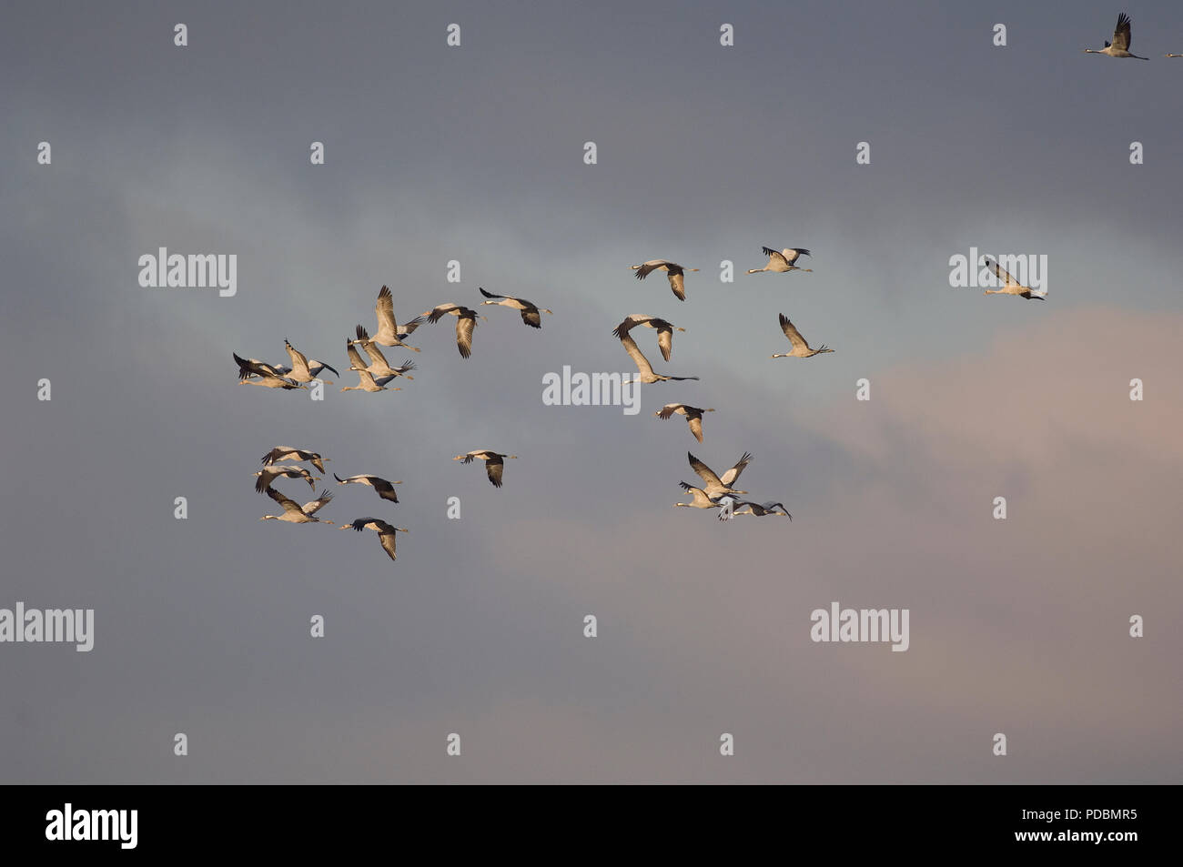 Grues cendrées - vol - Cranes - flight - Megalornis grus Stock Photo ...