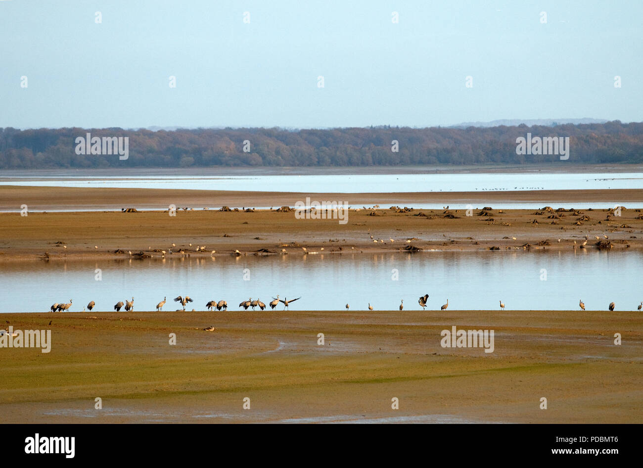 Grue cendree - Common Crane - Megalornis grus - Lac du Der - France ...