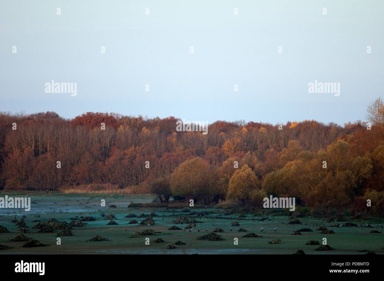 Grue cendree - Common Crane - Megalornis grus - Lac du Der - France ...