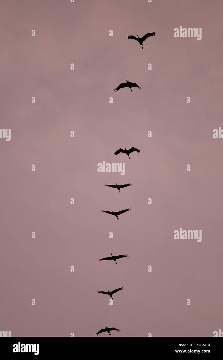 Grue cendree - Common Crane - Megalornis grus Stock Photo - Alamy