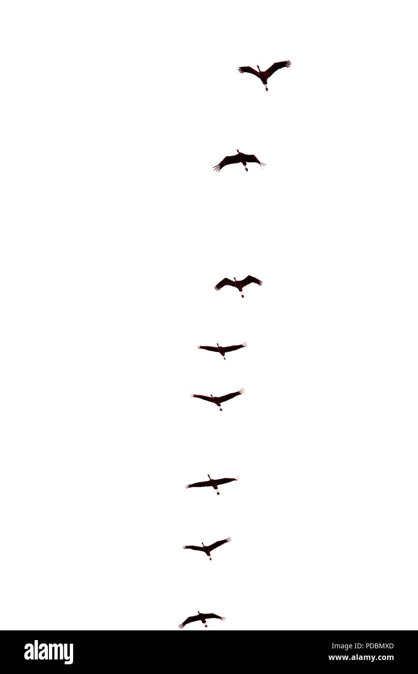 Common Crane, Megalornis grus, in flight // Grue cendrée Stock Photo ...