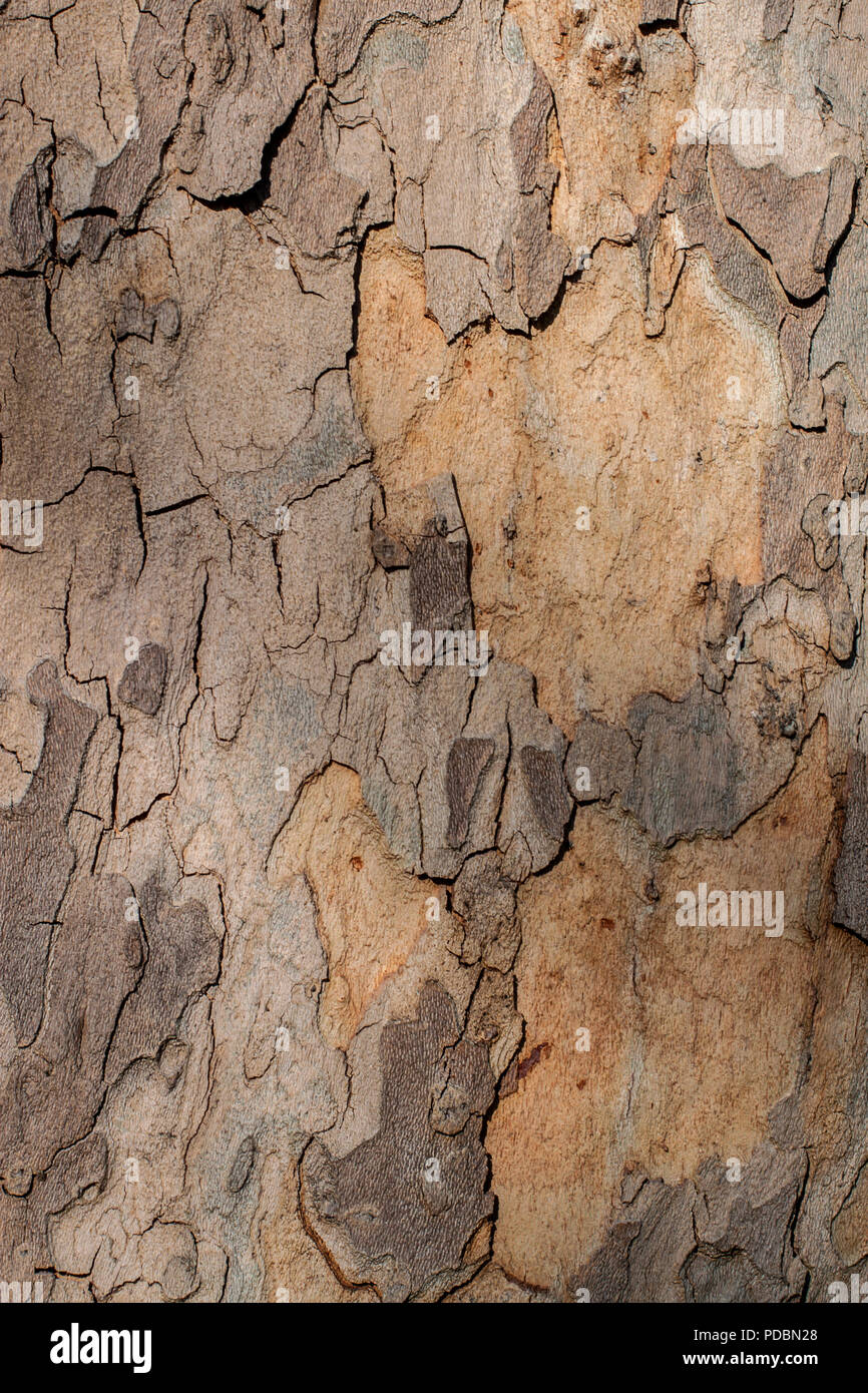 Dark brown bark texture background with natural pattern Stock Photo - Alamy
