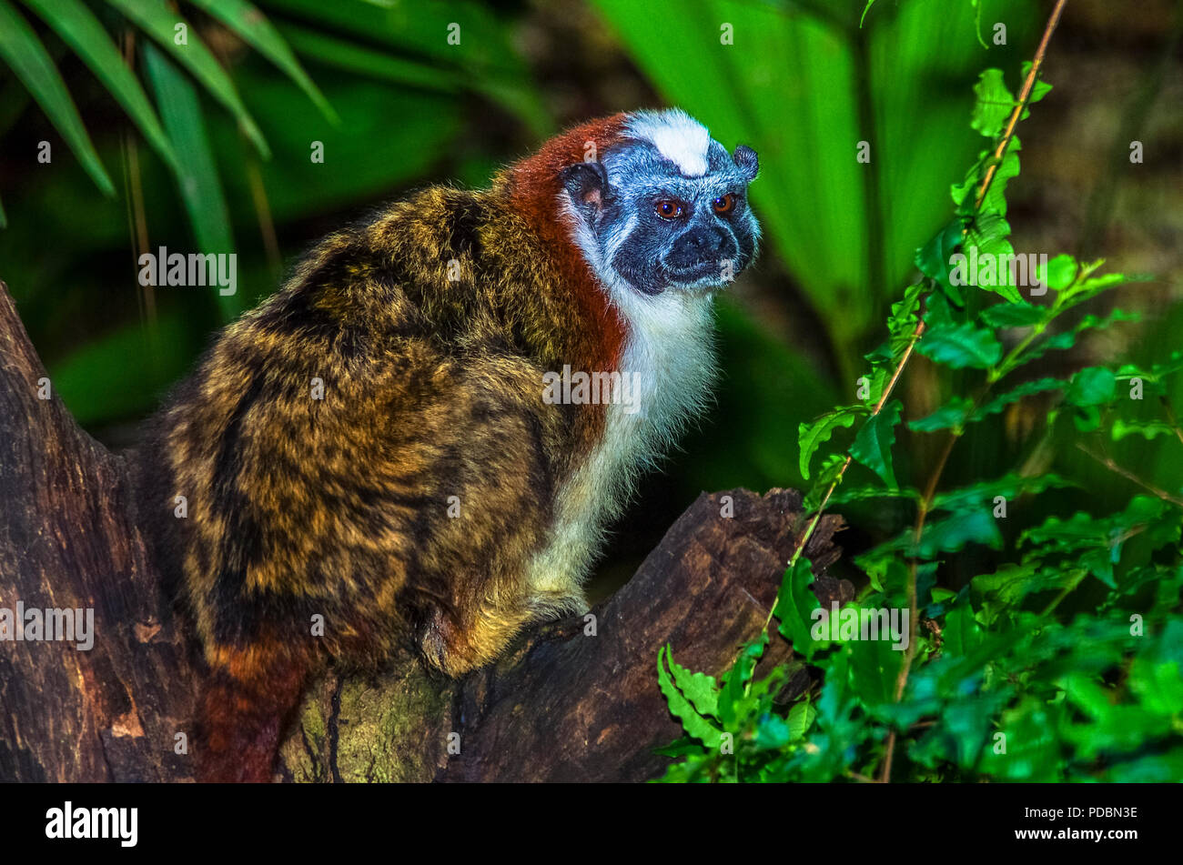 Geoffroy's tamarin, also known as the Panamanian, red-crested or rufous ...