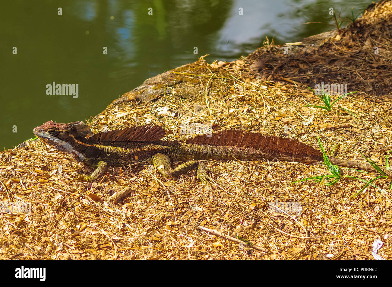 Jesus christ lizzard hi-res stock photography and images - Alamy