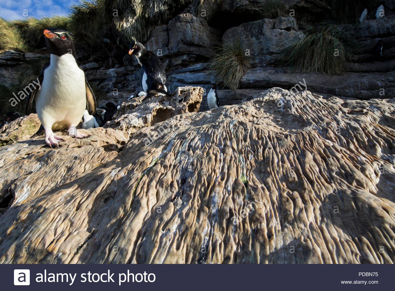 Animal Claw Marks Stock Photos & Animal Claw Marks Stock Images - Alamy