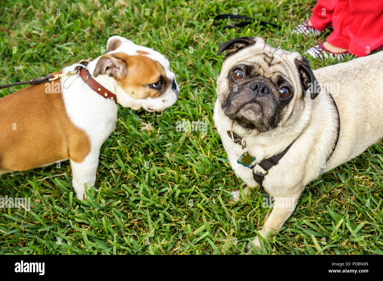 Wrinkly dogs hi-res stock photography and images - Alamy