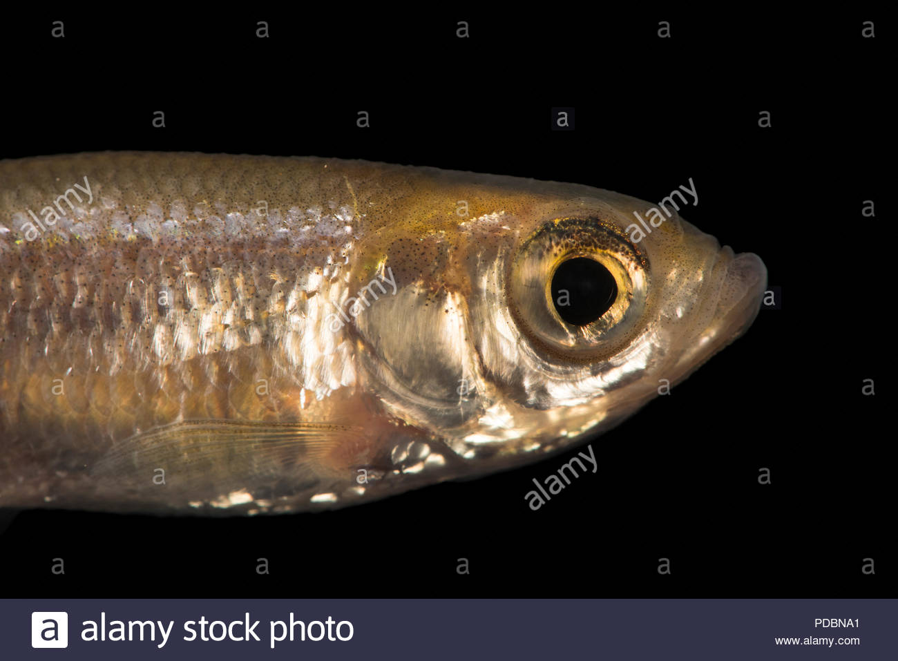 Leucaspius Delineatus Stock Photos & Leucaspius Delineatus Stock Images ...