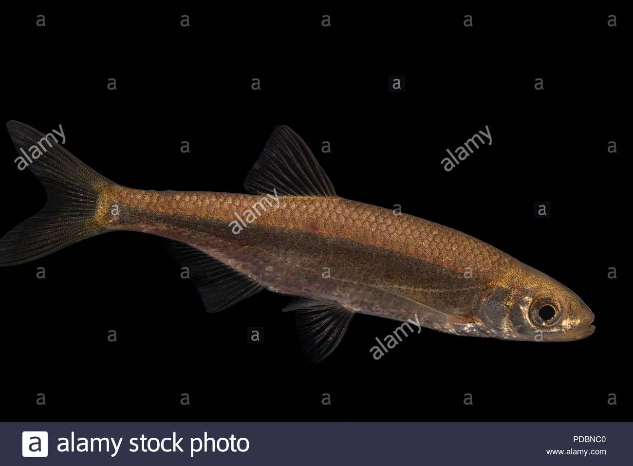 Alpenzoo Stock Photos & Alpenzoo Stock Images - Alamy