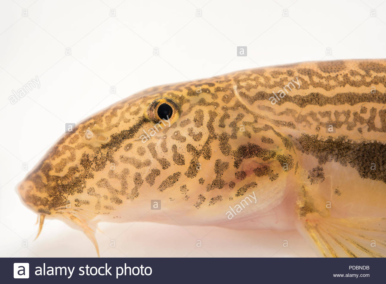 Loach Fish Stock Photos & Loach Fish Stock Images - Alamy