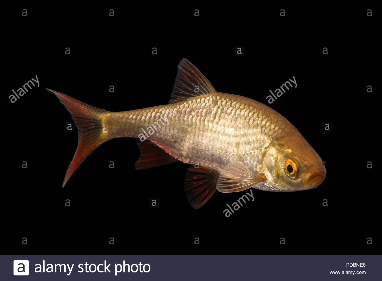 Common Rudd High Resolution Stock Photography and Images - Alamy