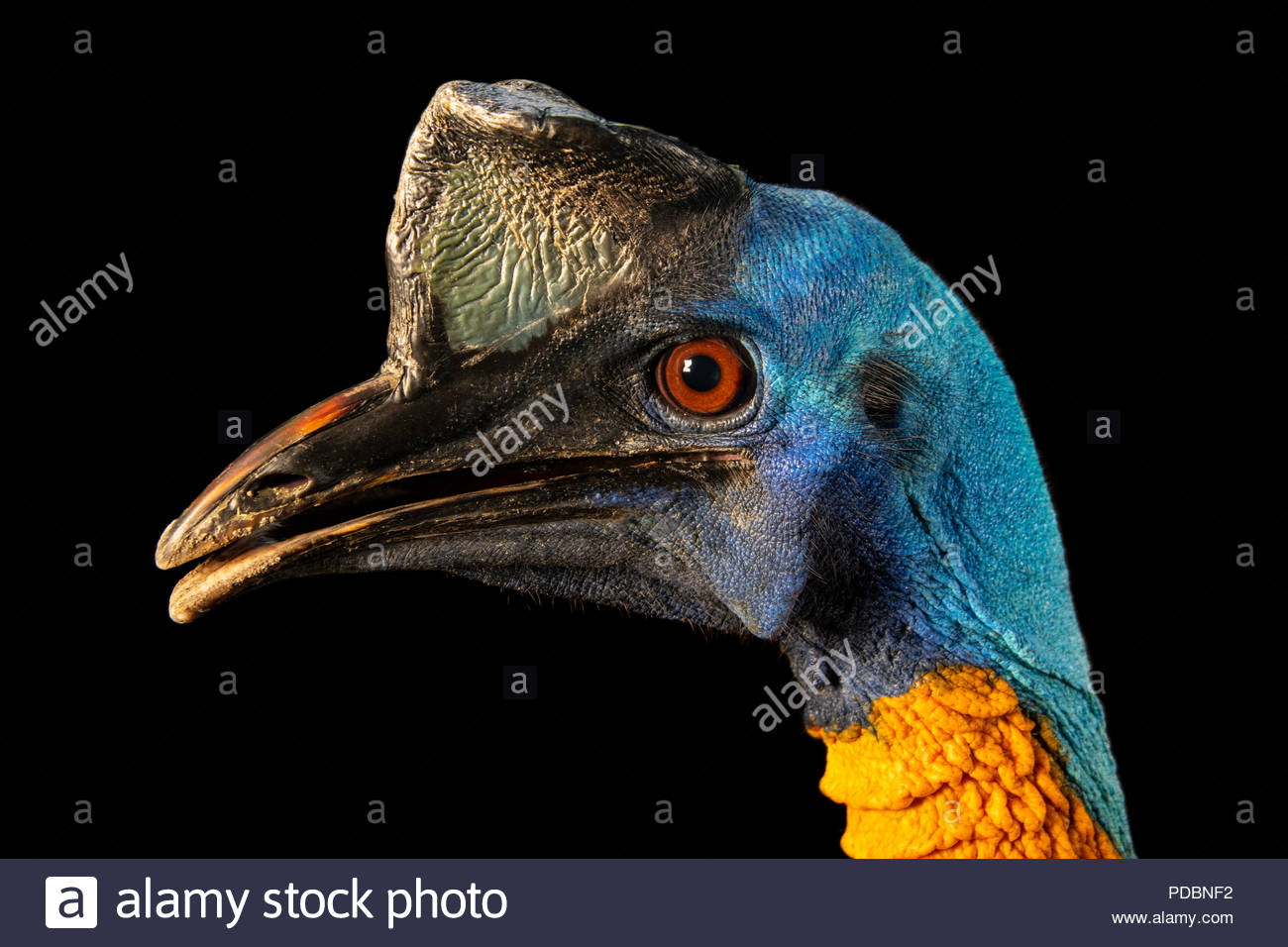 Cassowary Bird High Resolution Stock Photography and Images - Alamy
