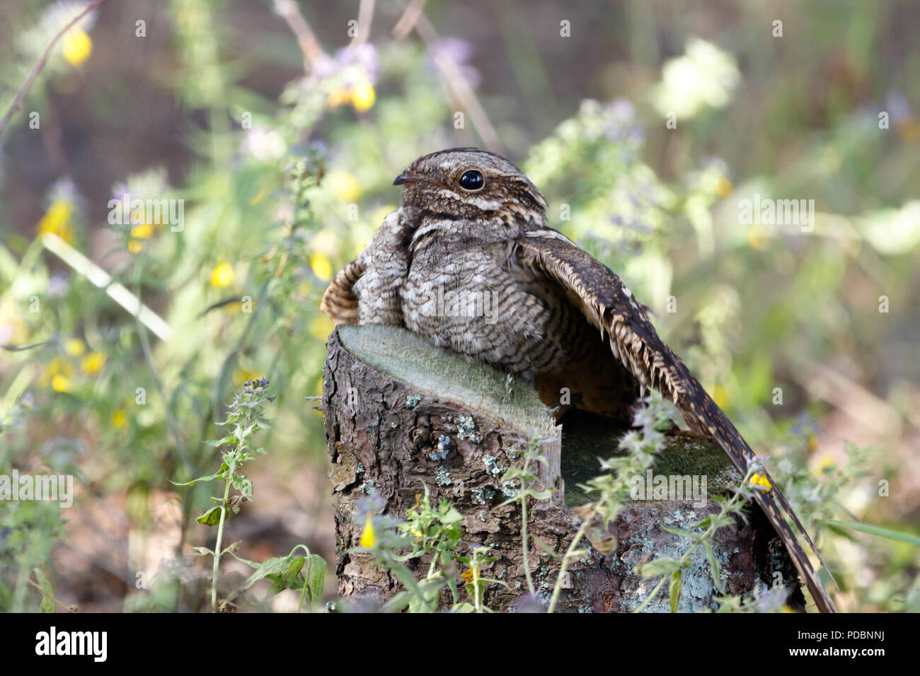 European Nightjar (Caprimulgus europaeus). Moscow region, Russia Stock ...