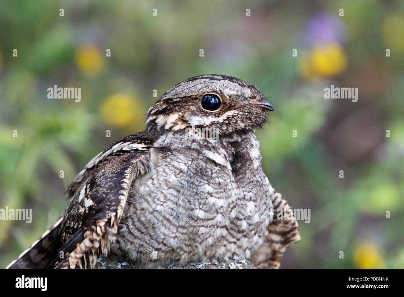 Nightjar hi-res stock photography and images - Alamy