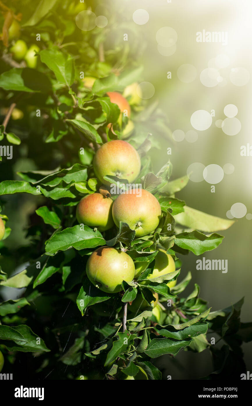 large green apple on an apple tree Stock Photo - Alamy
