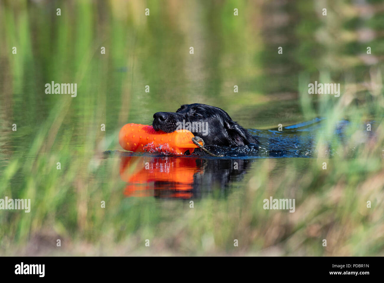 A Black Labrador Retriever training for hunting season on a summer day ...