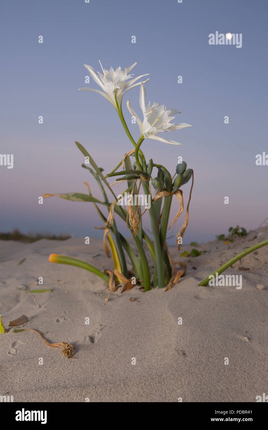 Pancratium maritimum, or sea daffodil, is a species of bulbous plant ...
