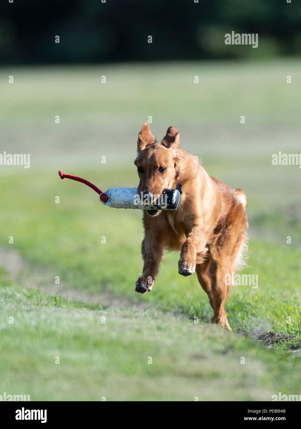 A Golden Retriever hunting dog training for hunting season Stock Photo ...