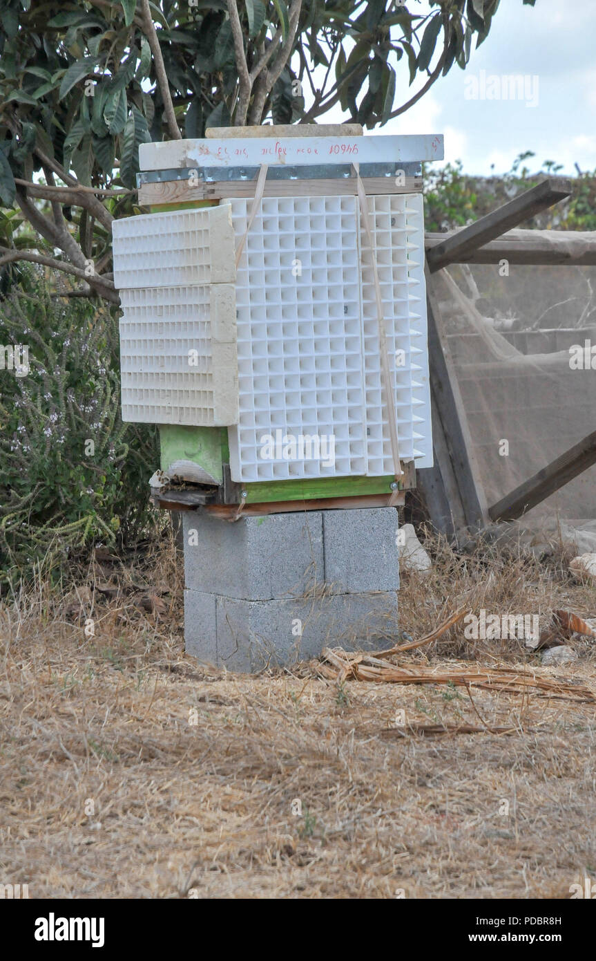 Bee hives & wildflowers in the field. Photographed at Kibbutz Harduf ...