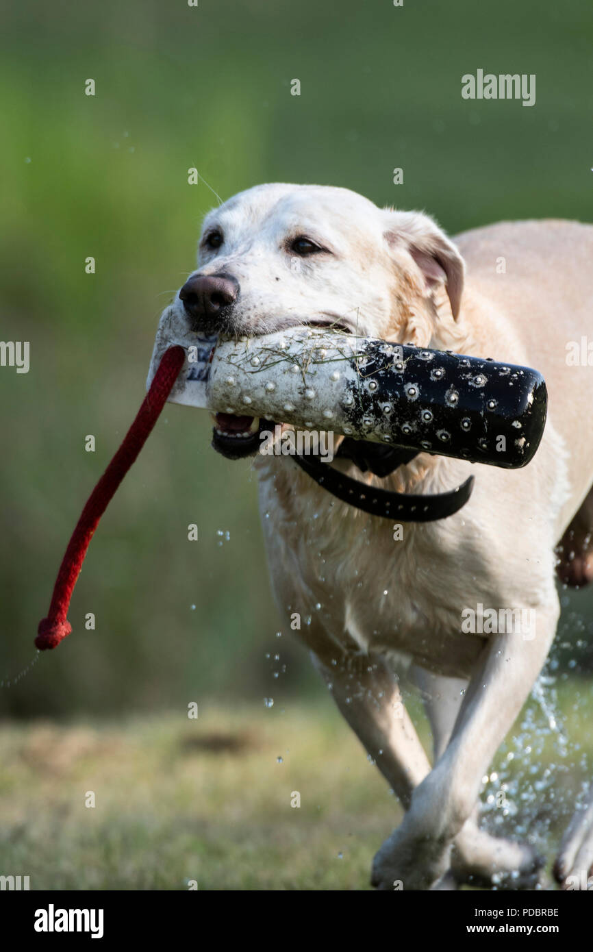 A Yellow Labrador Retriever training for hunting season on a late ...