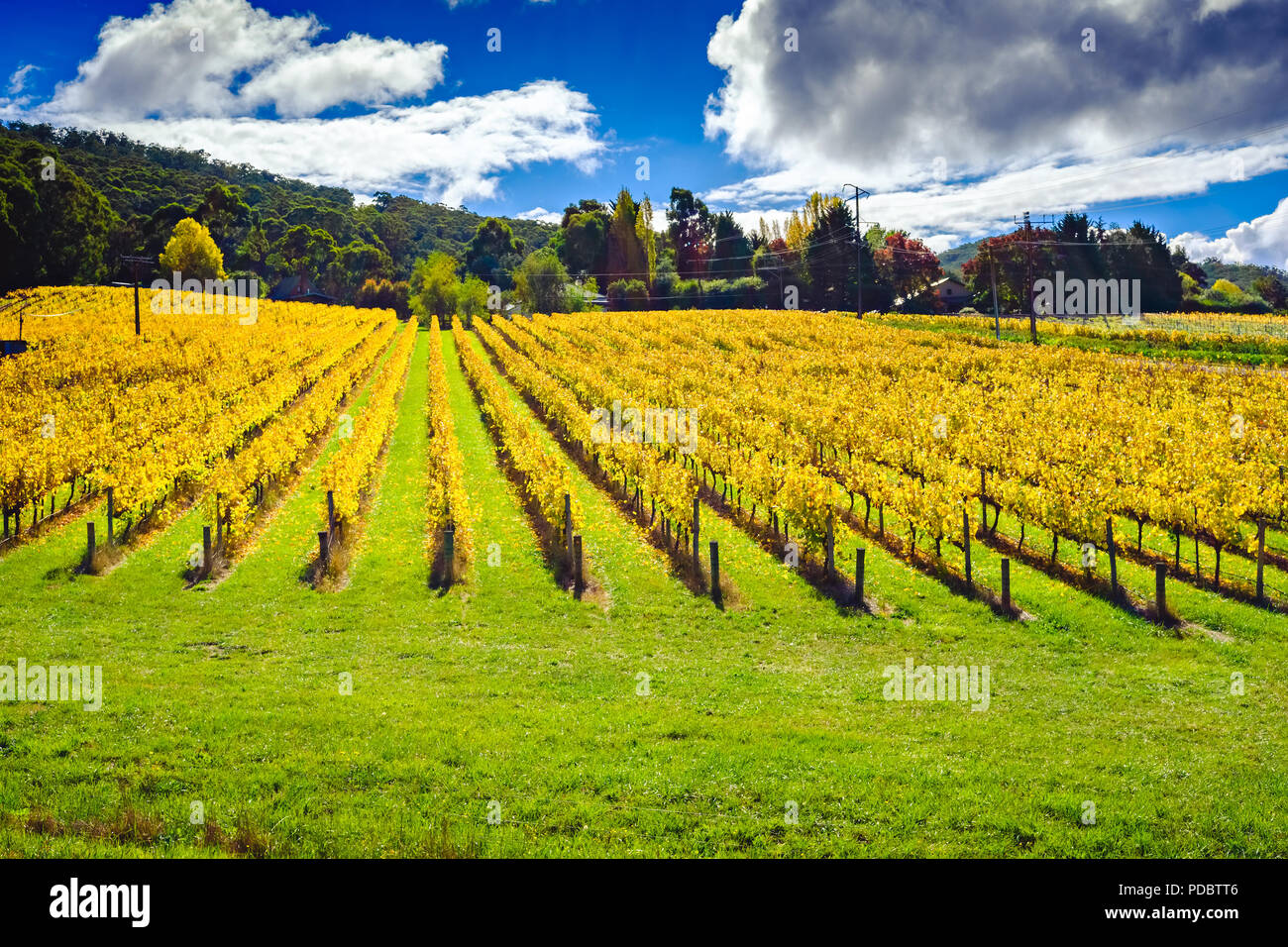 Adelaide hills australia winery hi-res stock photography and images - Alamy