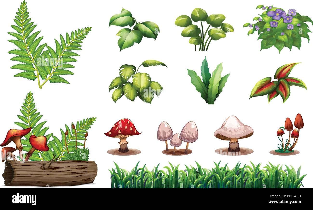 Set of forest plants illustration Stock Vector Image & Art - Alamy