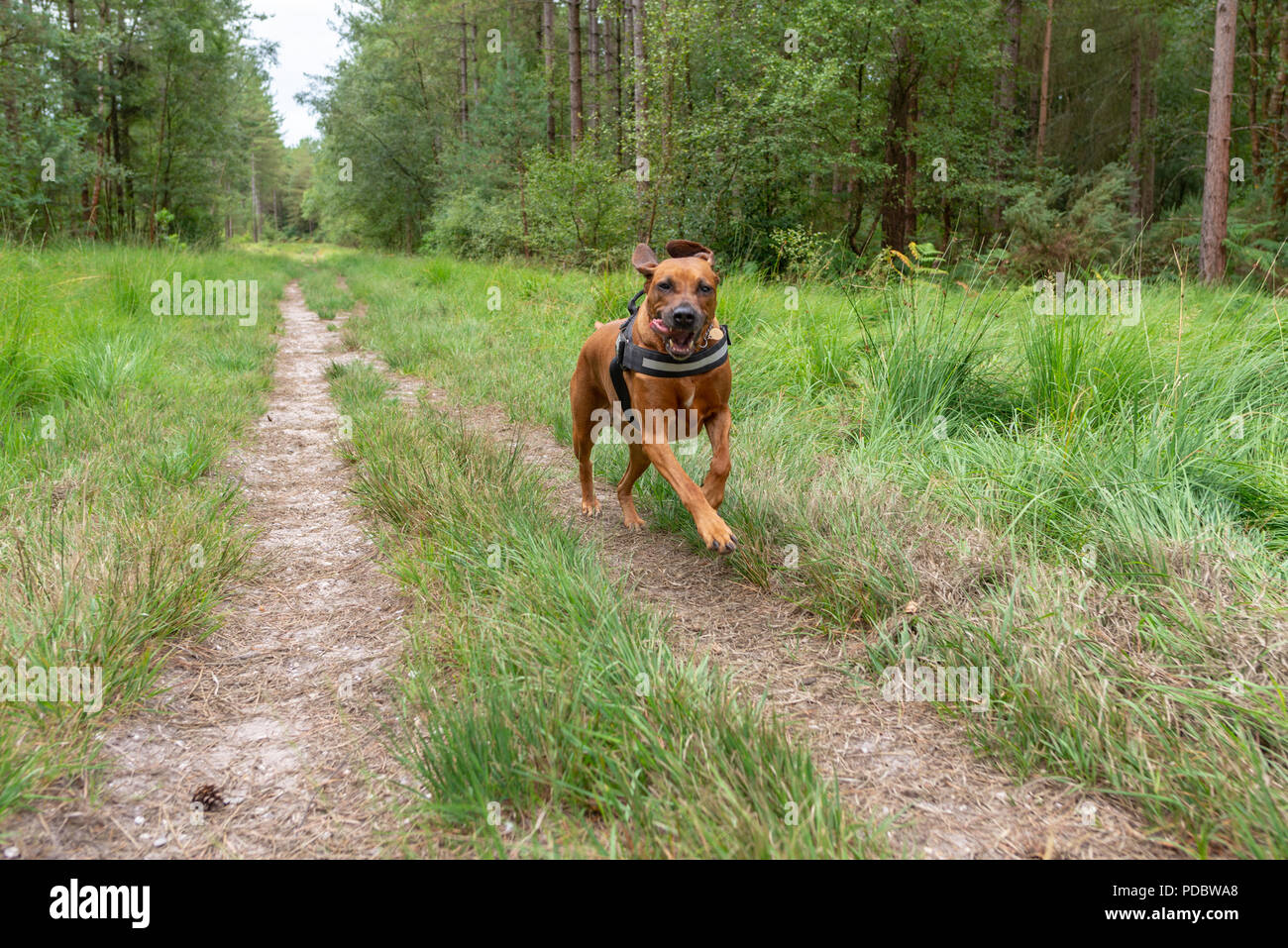 Rhodesian Ridgeback dog running through a forest of trees Stock Photo ...