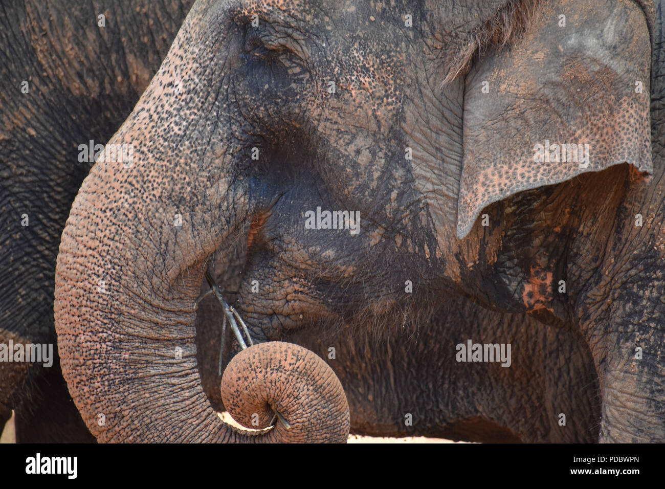 Elephant Raising Trunk Stock Photo - Alamy