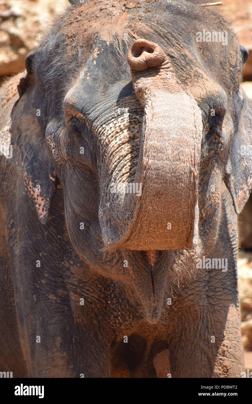 Elephant Raising Trunk Stock Photo - Alamy