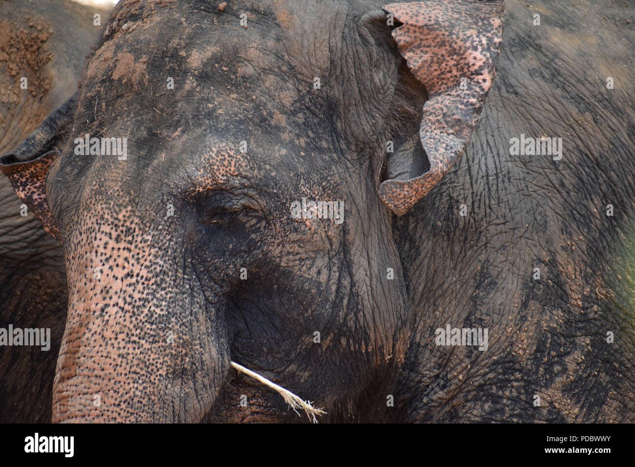 Elephant Feeding Self with Trunk Stock Photo - Alamy