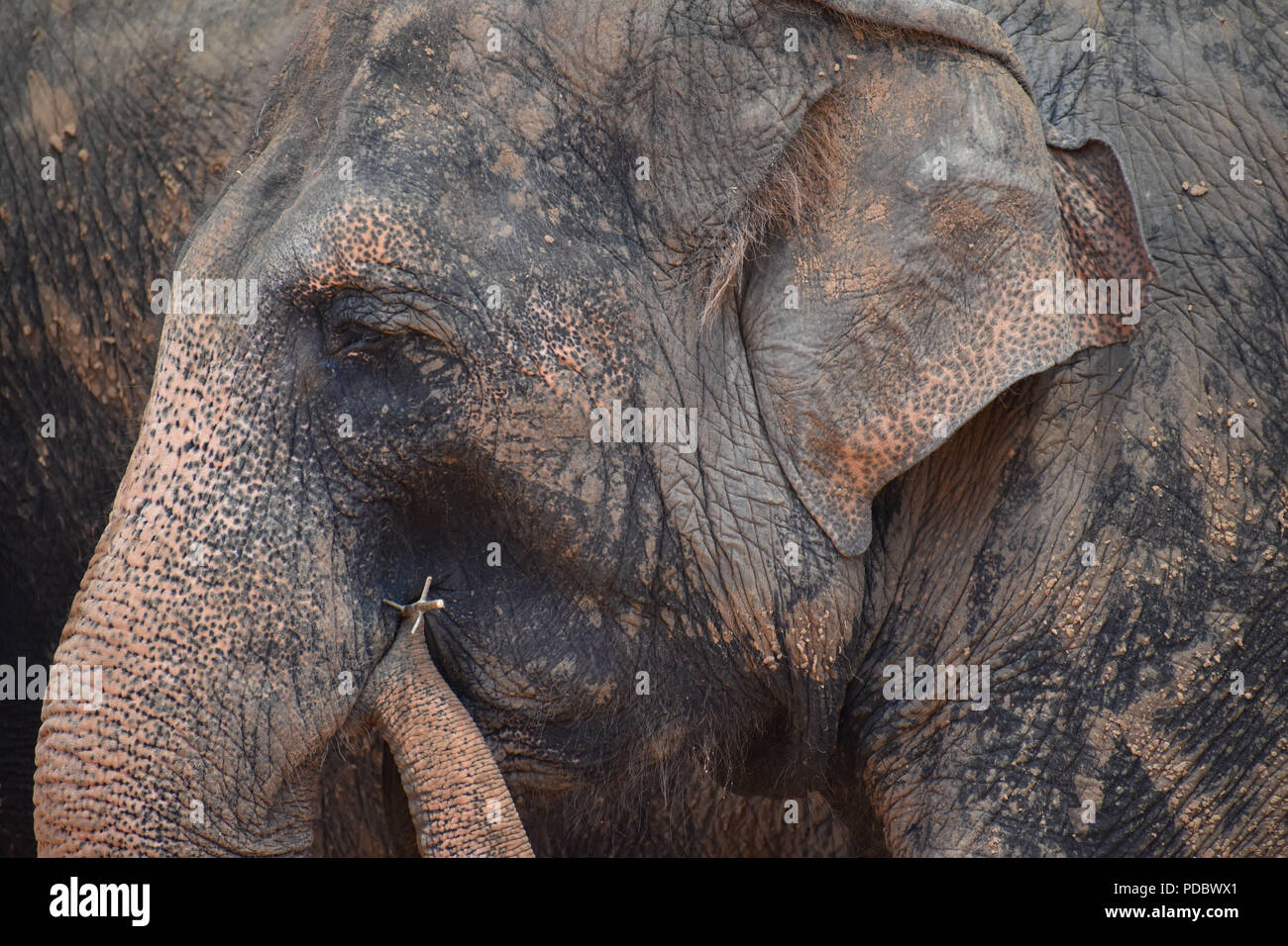 Elephant Feeding Self Looking Left Stock Photo - Alamy