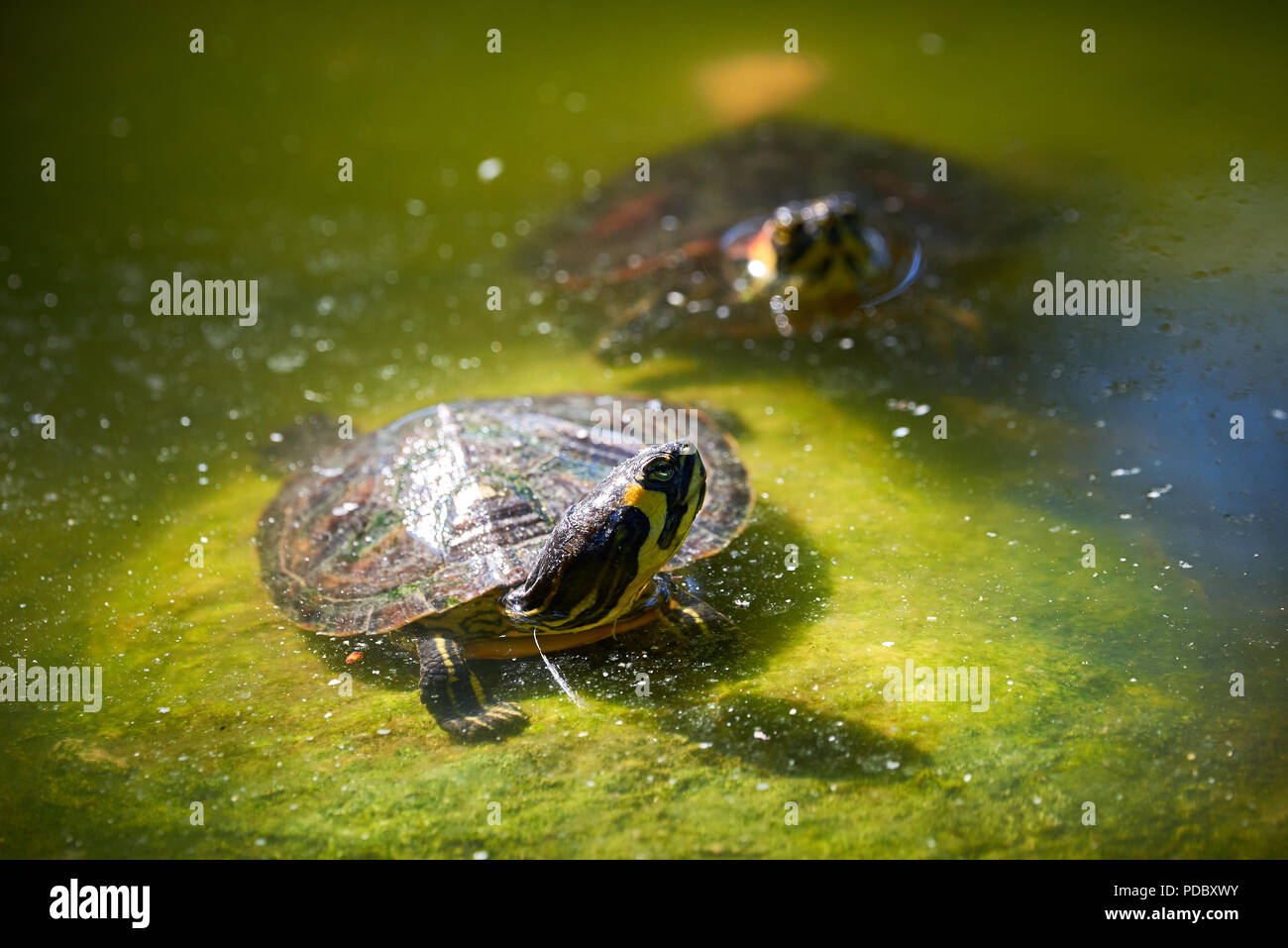 Yellow bellied slider underwater hi-res stock photography and images ...