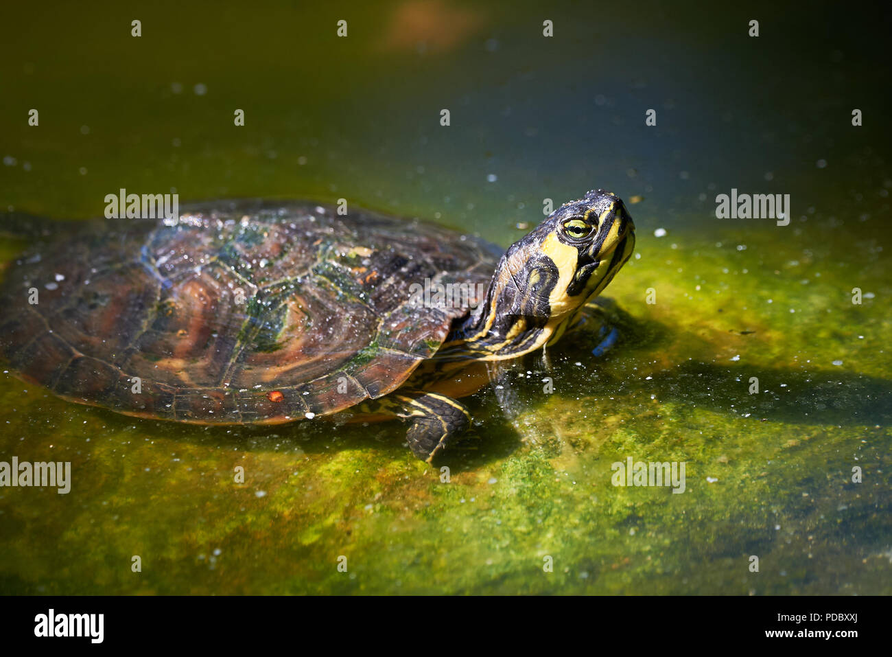 Yellow bellied slider underwater hi-res stock photography and images ...