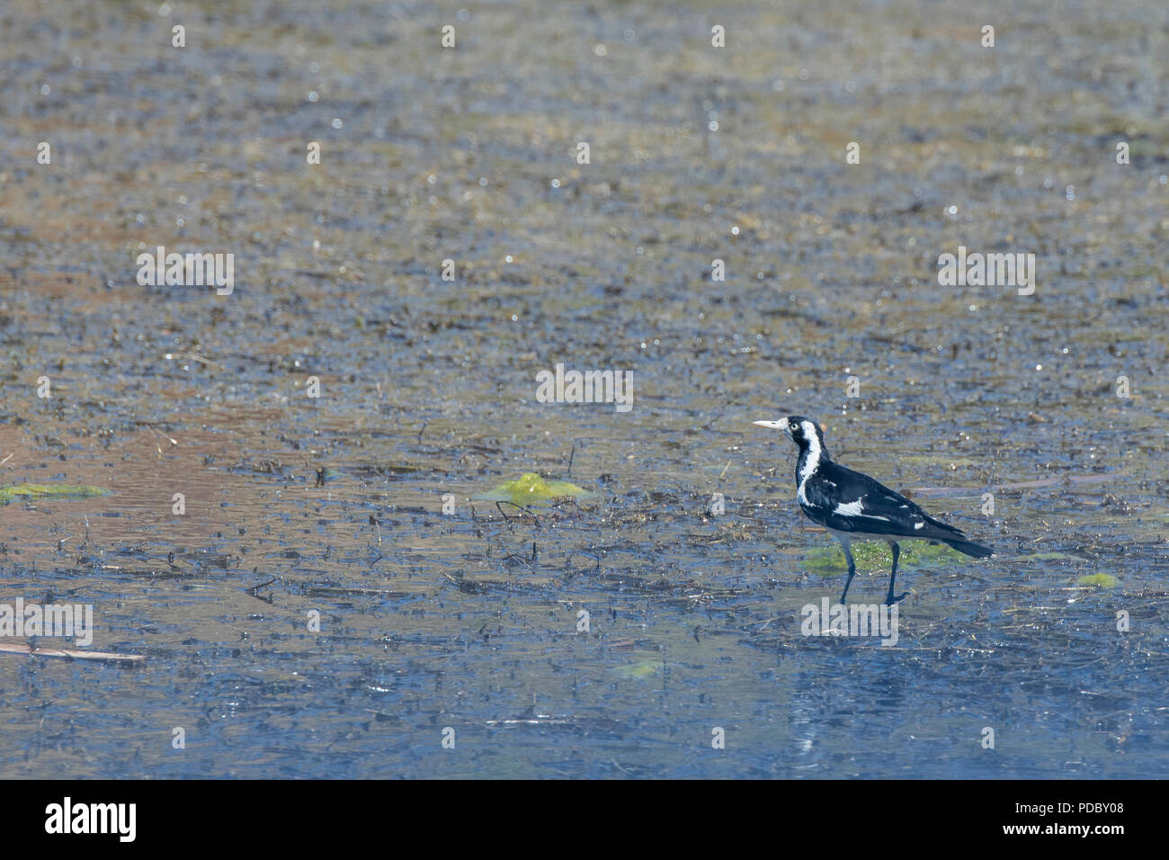 Murray river wildlife australia hi-res stock photography and images - Alamy