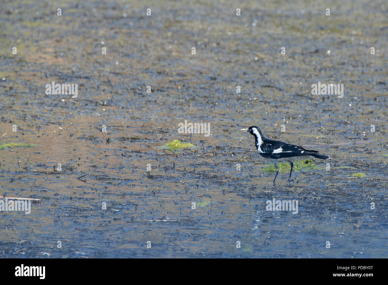 Kimberley Murray High Resolution Stock Photography and Images - Alamy