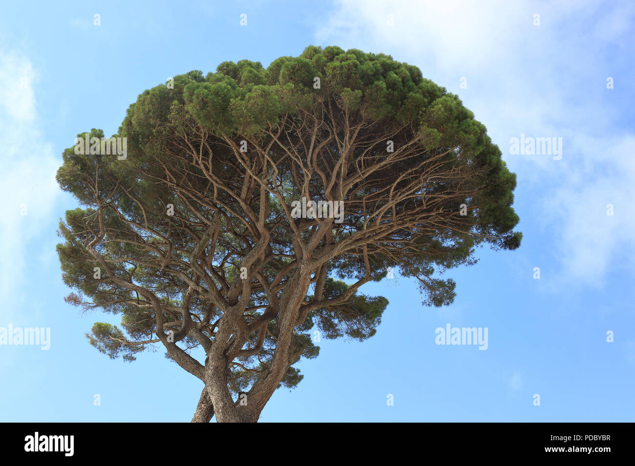 Pinus pinea branch hi-res stock photography and images - Alamy