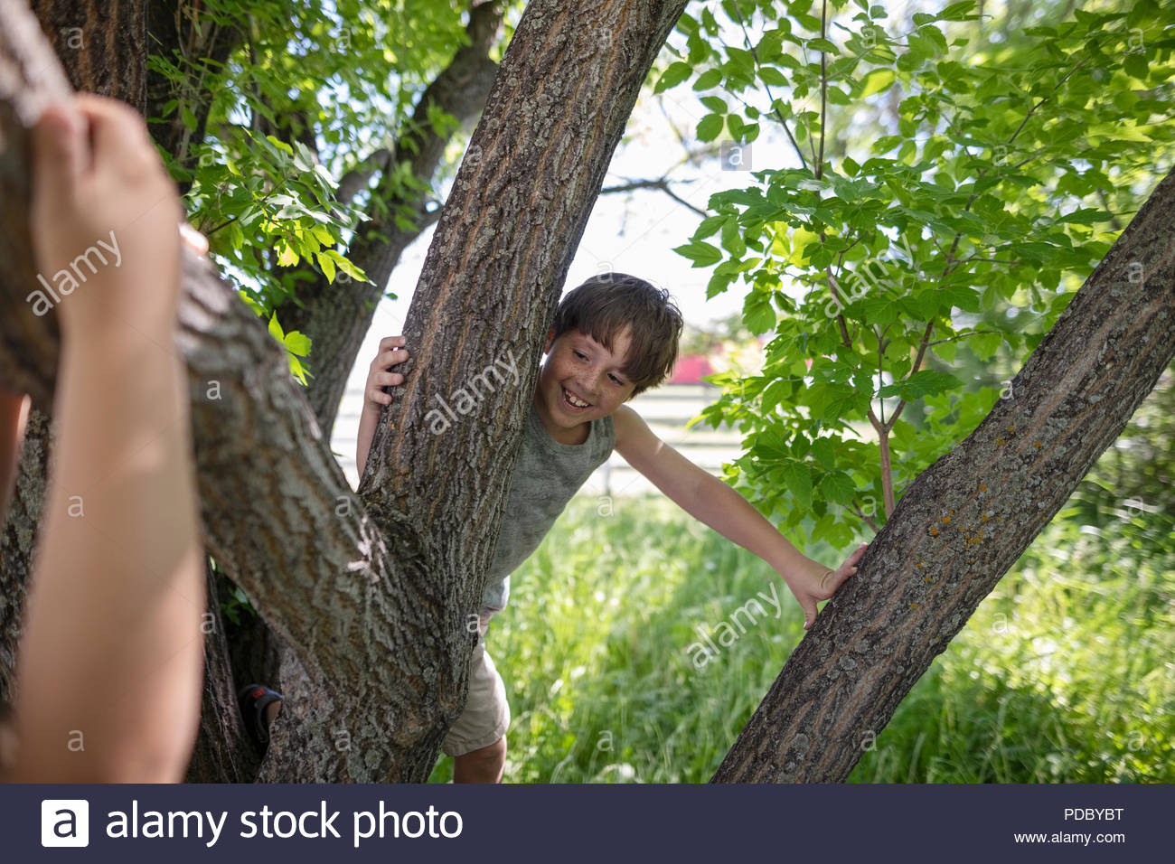 Playful boy climbing tree Stock Photo - Alamy Playful boy climbing tree Stock Photo - Alamy