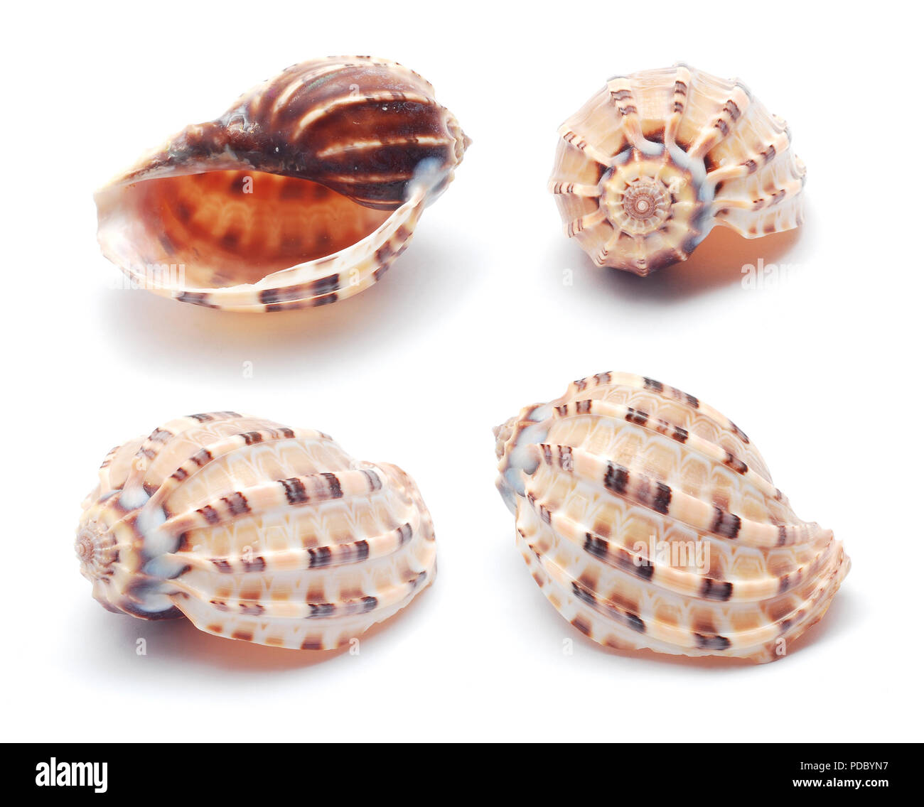 collage of shells isolated on white Stock Photo - Alamy