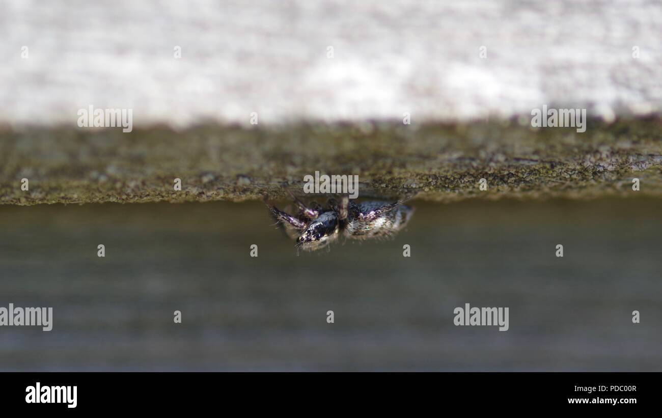 Zebra Jumping Spider (Salticus scenics) on a Sunny Fence. Dawlish ...
