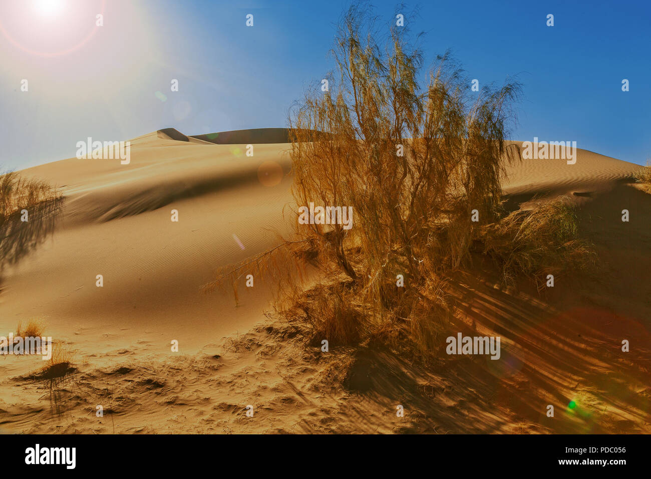 Saxaul Tree Stock Photos & Saxaul Tree Stock Images - Alamy