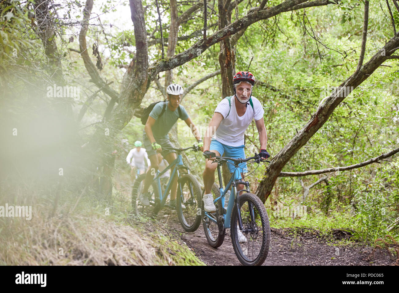 Men mountain biking on trail in woods Stock Photo - Alamy