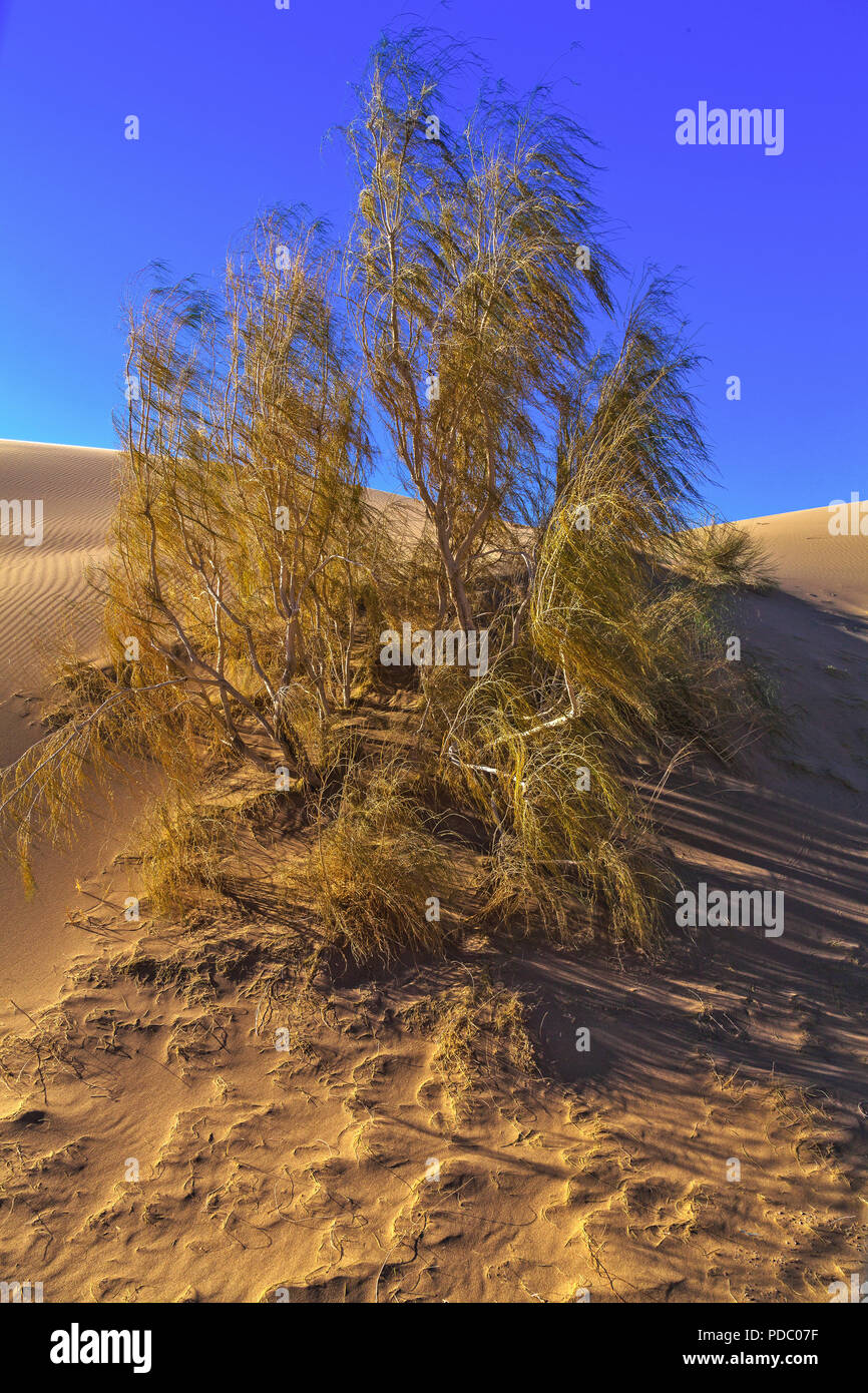 Saxaul tree hi-res stock photography and images - Alamy