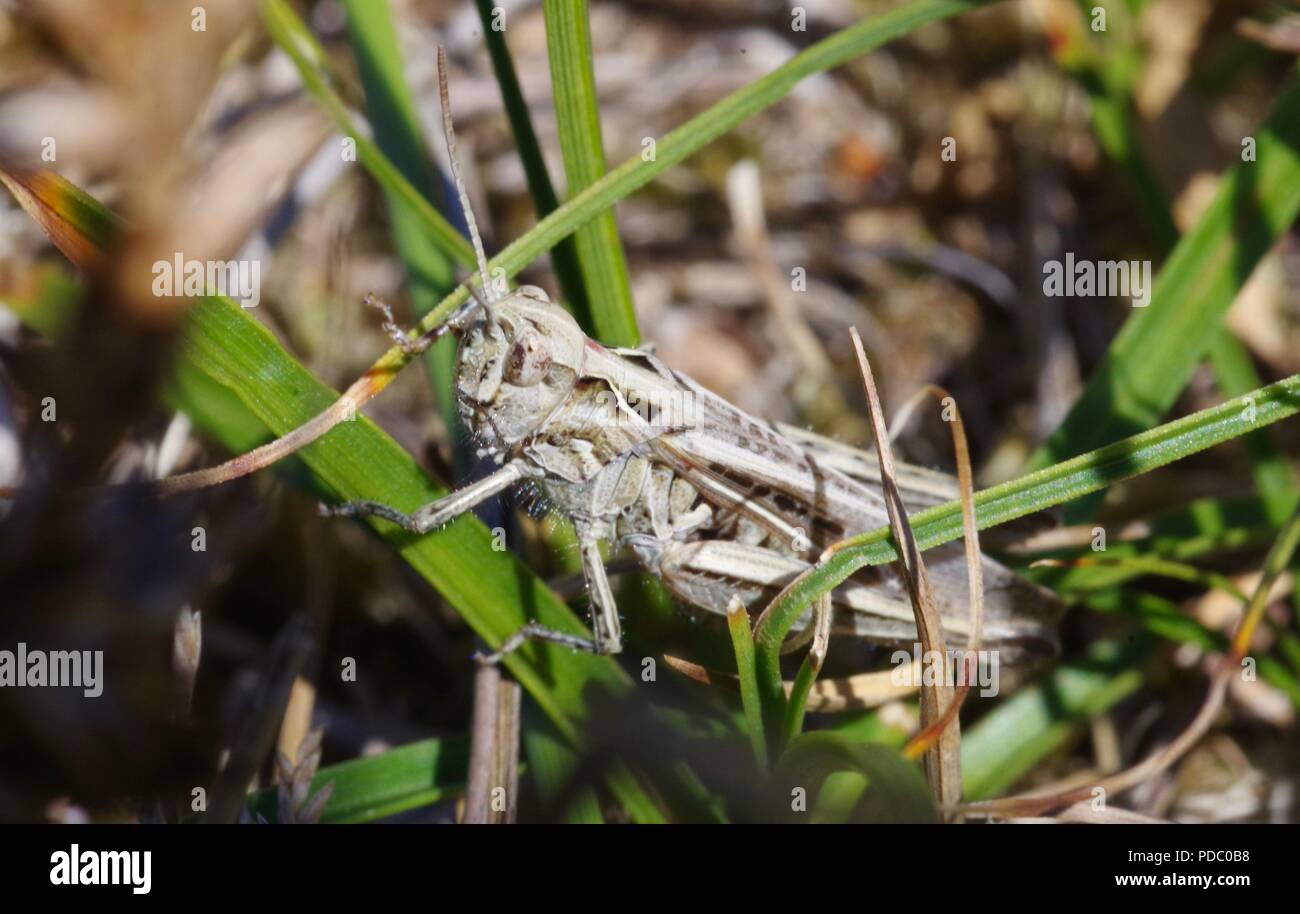Macro Photo of a Common Field Grasshopper (Chorthippus brunneus) in ...