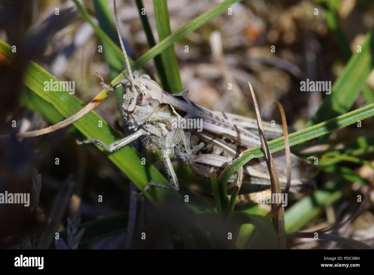 Macro Photo of a Common Field Grasshopper (Chorthippus brunneus) in ...