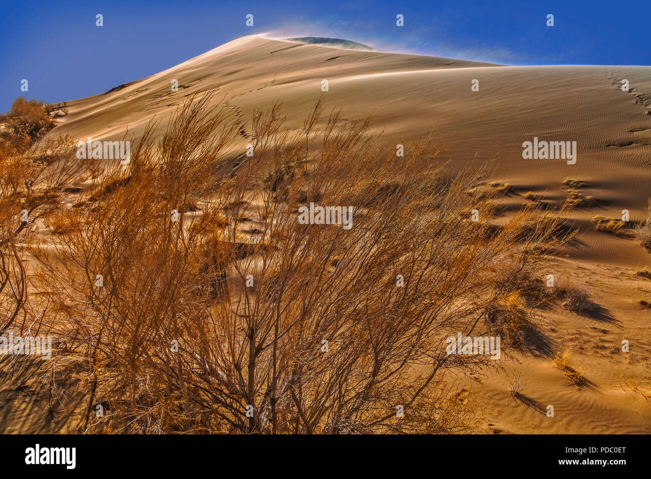 Turanga Tree High Resolution Stock Photography and Images - Alamy
