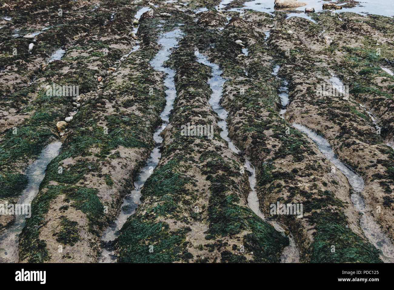 texture of algae on rocks near sea, Etretat, France Stock Photo - Alamy