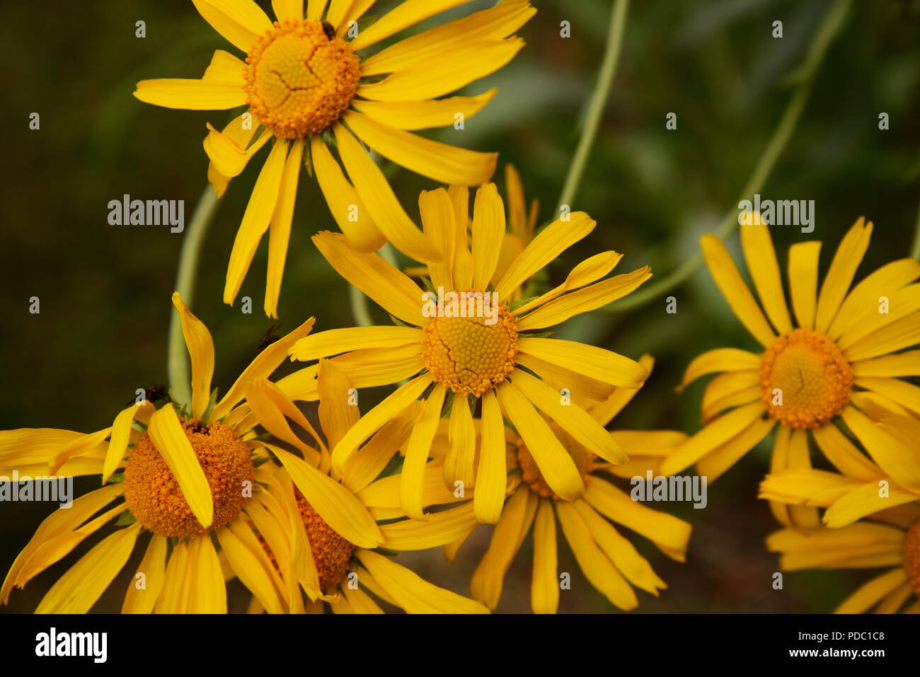 Wildflowers, sneezeweed, grow on Mount Graham, a Sky Island, Pinaleno ...