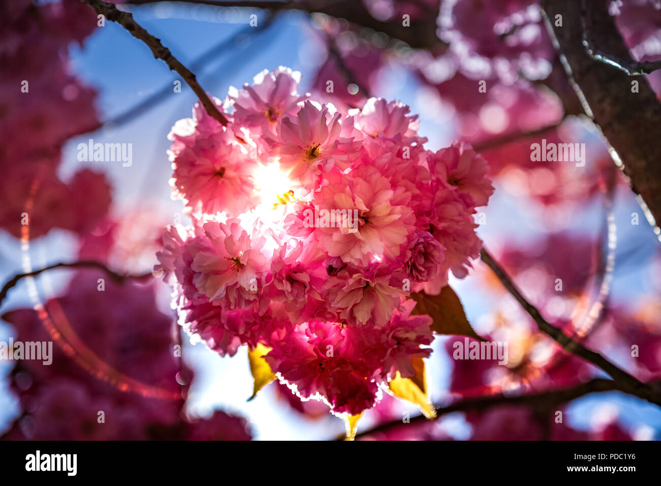 Sunlight backdrop hi-res stock photography and images - Alamy