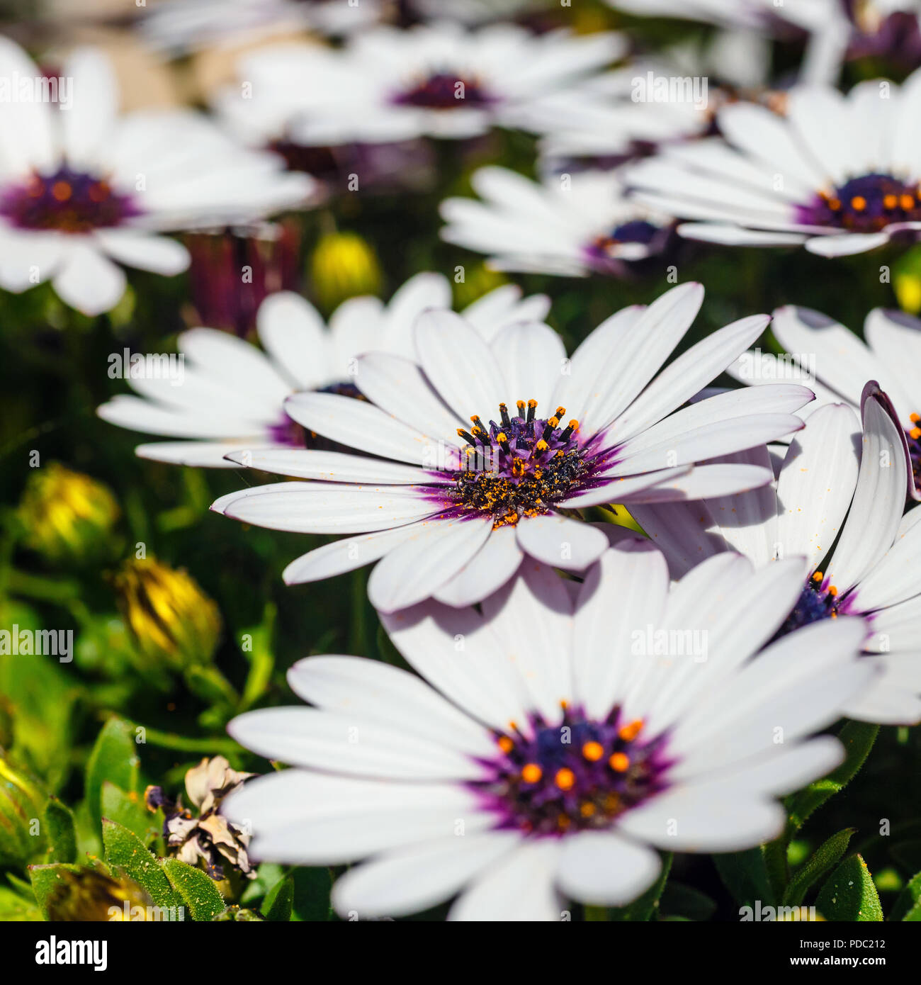 A clump of hardy African daisy, Osteospermum plants Stock Photo - Alamy