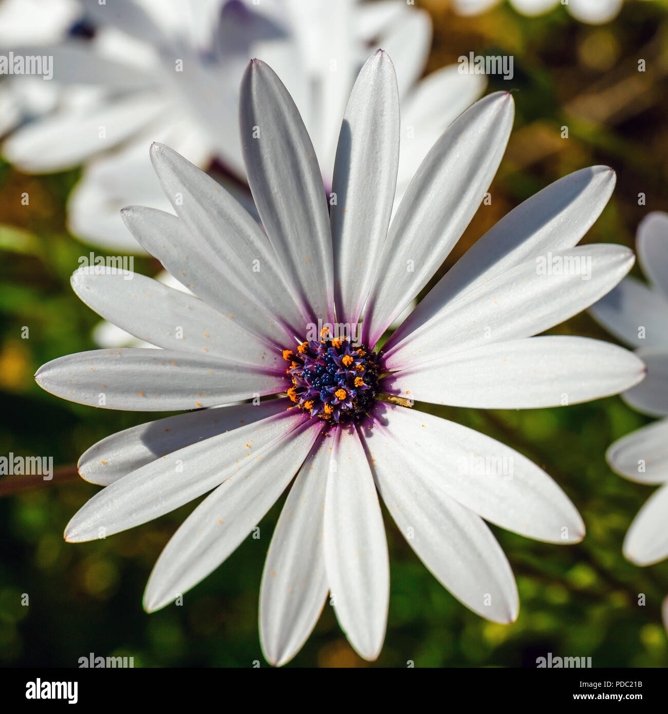 A clump of hardy African daisy, Osteospermum plants Stock Photo - Alamy