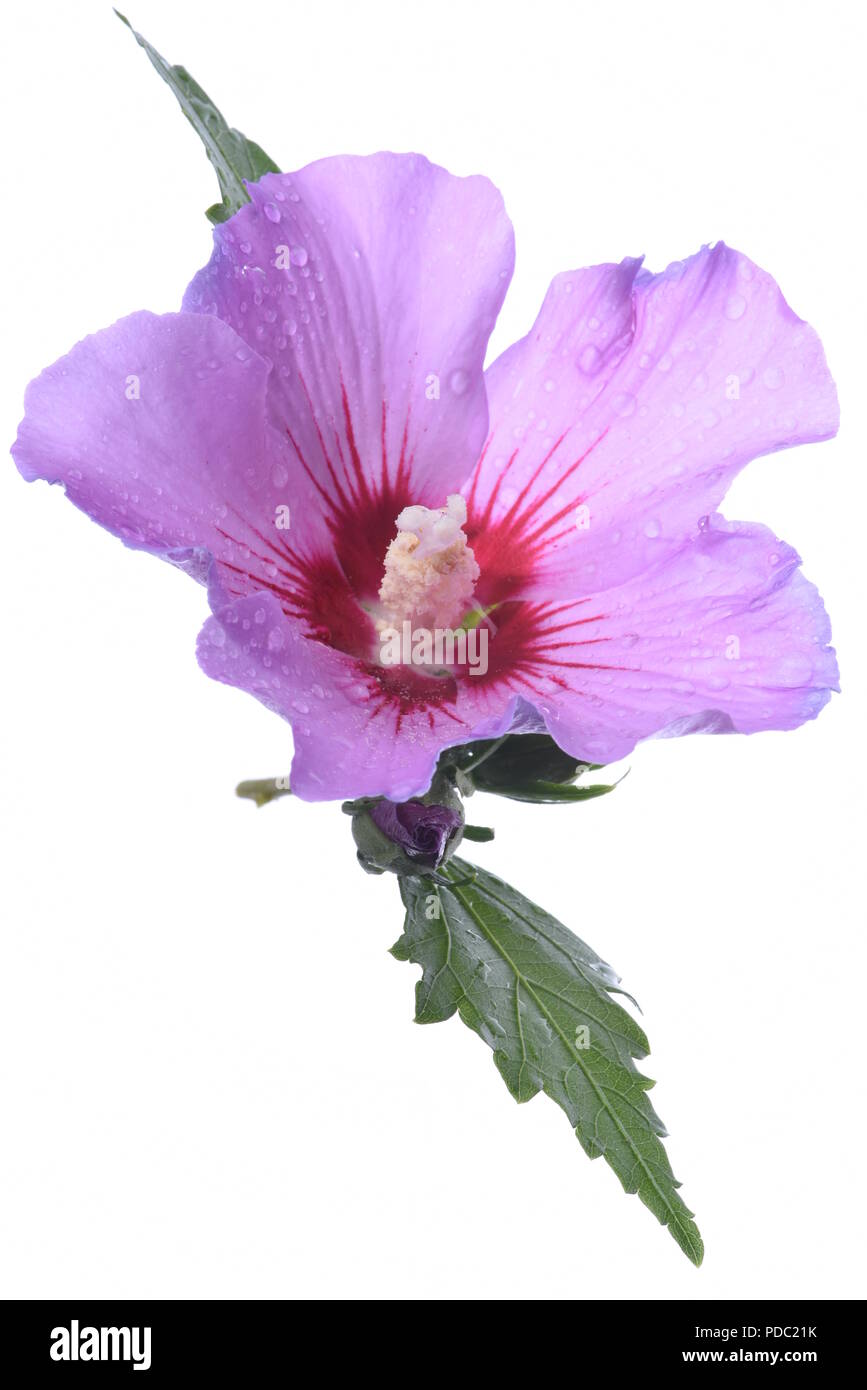 Hibiscus flower Cut Out Stock Images & Pictures - Alamy